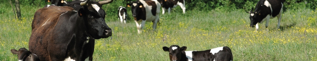 Réserve naturelle nationale de l’île de la Platière – CEN Isère